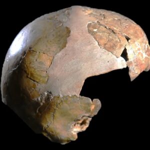 he cranium of a girl thought to be the offspring of Neanderthal and Homo sapiens parents