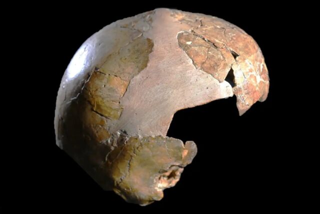 he cranium of a girl thought to be the offspring of Neanderthal and Homo sapiens parents