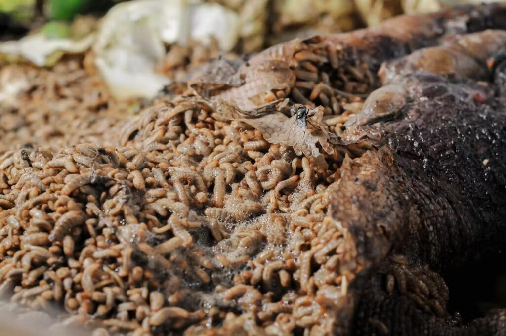 Fermented meat with a side of maggots: A new look at the Neanderthal ...
