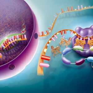 A cartoon diagram of gene activity, with a purple cell nucleus in the upper left, and a strand of RNA extending out into a bluish cytoplasm.