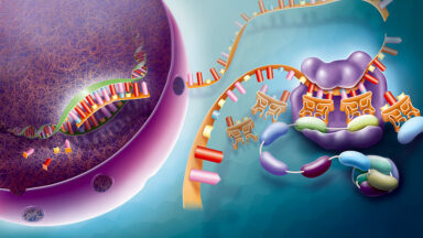 A cartoon diagram of gene activity, with a purple cell nucleus in the upper left, and a strand of RNA extending out into a bluish cytoplasm.