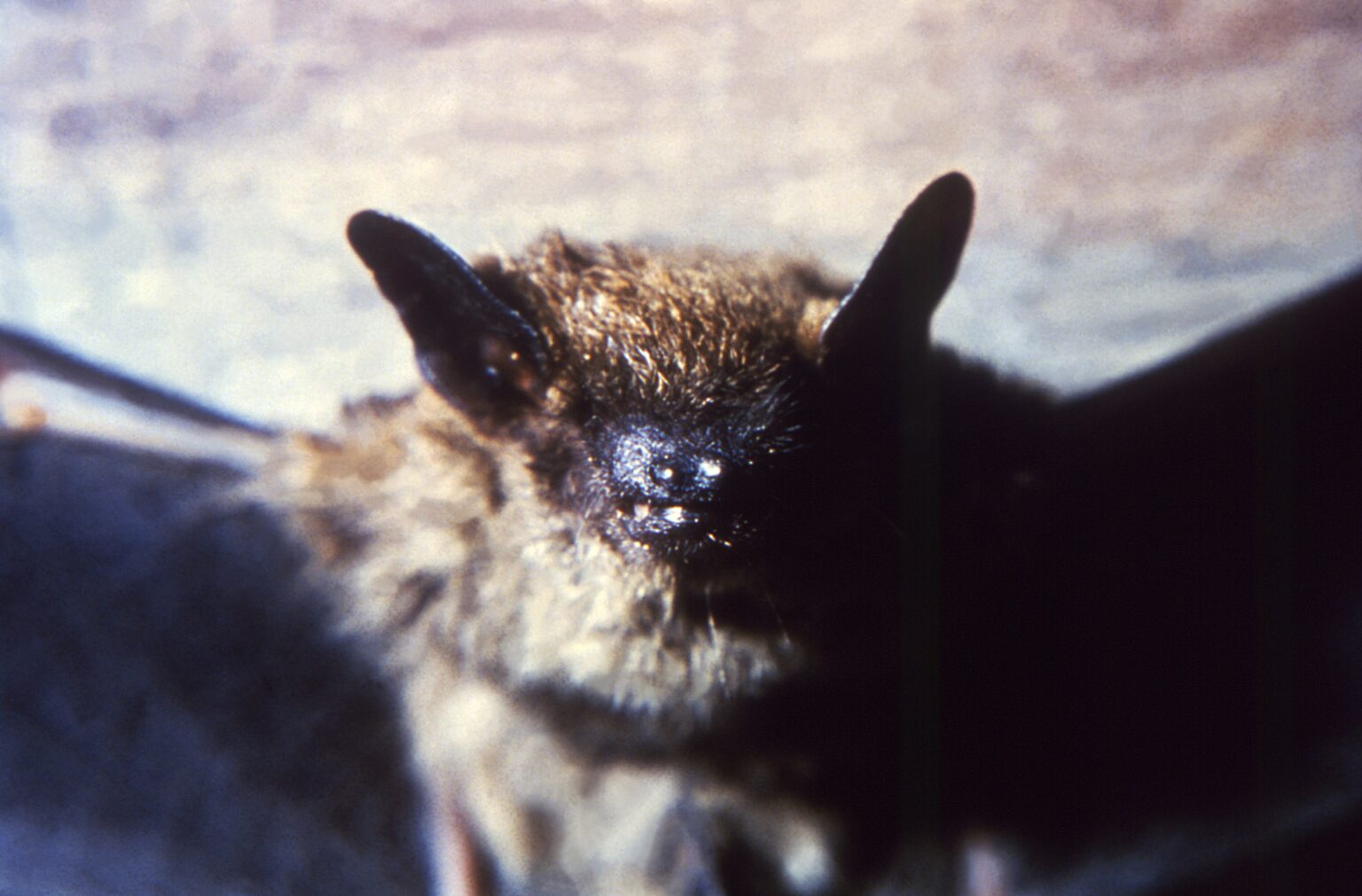 Bat colony checks in to hotel; 200 guests check out, unaware of rabies ...