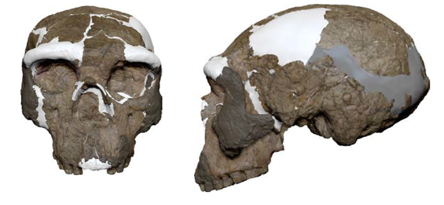 Is the “million-year-old” skull from China a Denisovan or something ...
