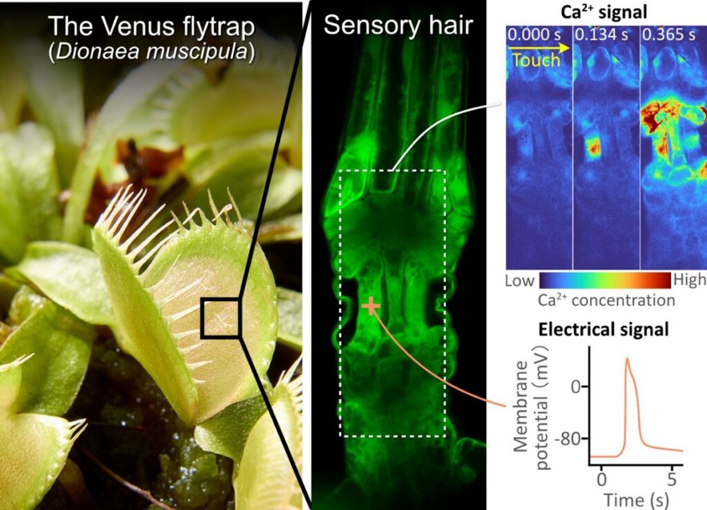 Scientists unlock secret to Venus flytrap’s hair-trigger response - General News - Nsane Forums