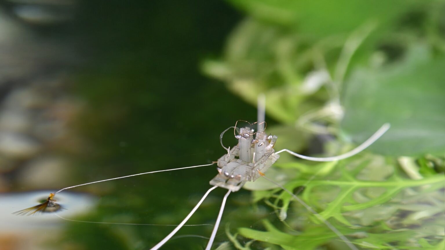 A robot walks on water thanks to evolution’s solution - Ars Technica