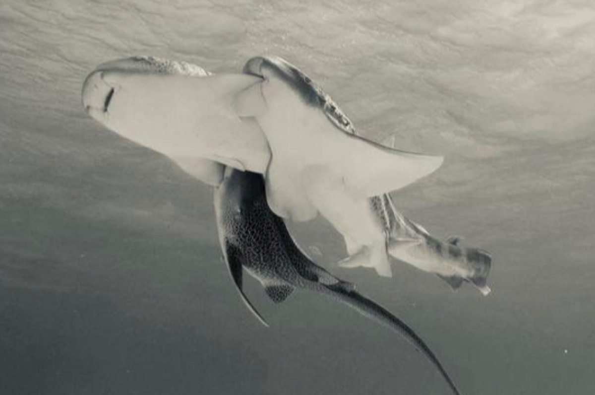 Scientists catch a shark threesome on camera - Ars Technica