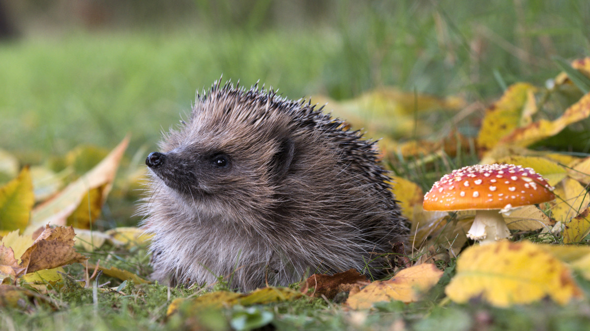 Can AI detect hedgehogs from space? Maybe if you find brambles first ...