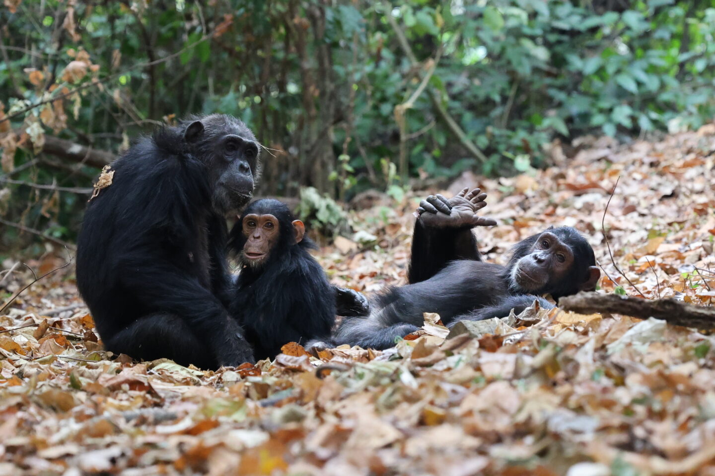 Preserving Jane Goodall’s Research Legacy through Generative AI - Ars ...