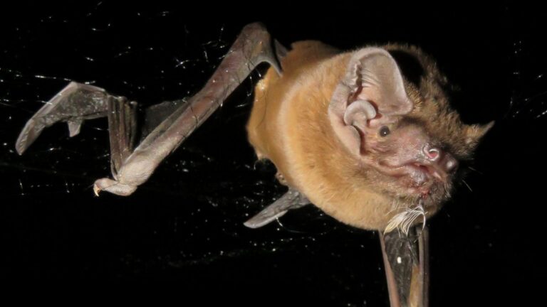 Bats eat the birds they pluck from the sky while on the wing - Ars Technica