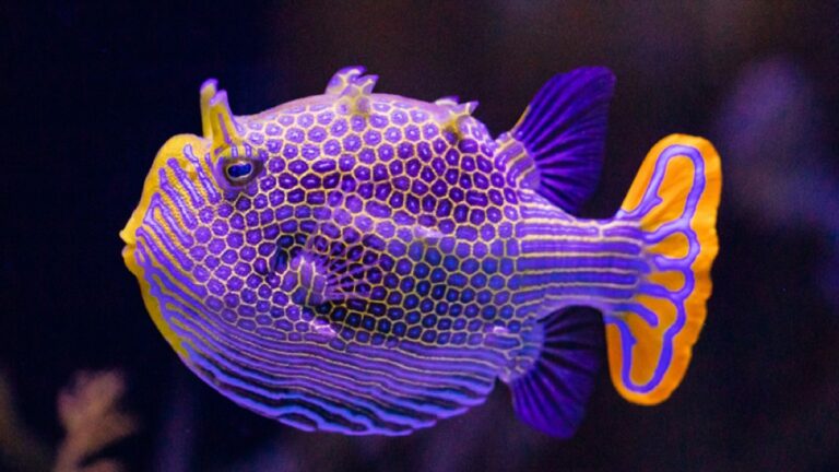 Why imperfection could be key to Turing patterns in nature - Ars Technica