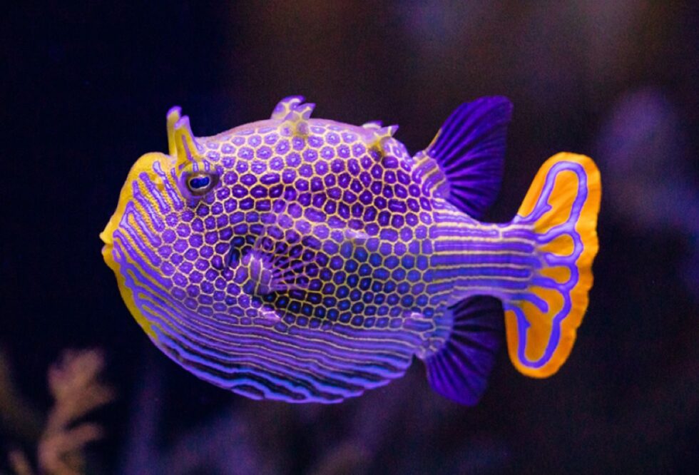 Why imperfection could be key to Turing patterns in nature - Ars Technica