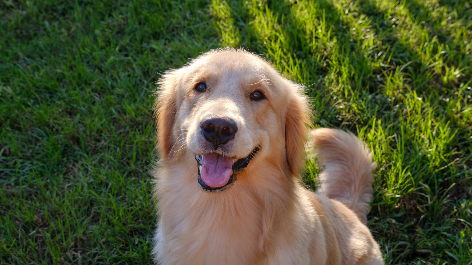 Many genes associated with dog behavior influence human personalities ...