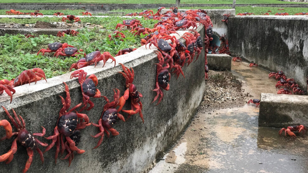 Google says project on famous crab-covered island is about cables, not ...