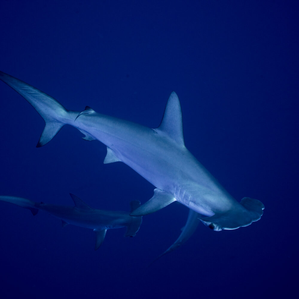 Tag: rays - Ars Technica