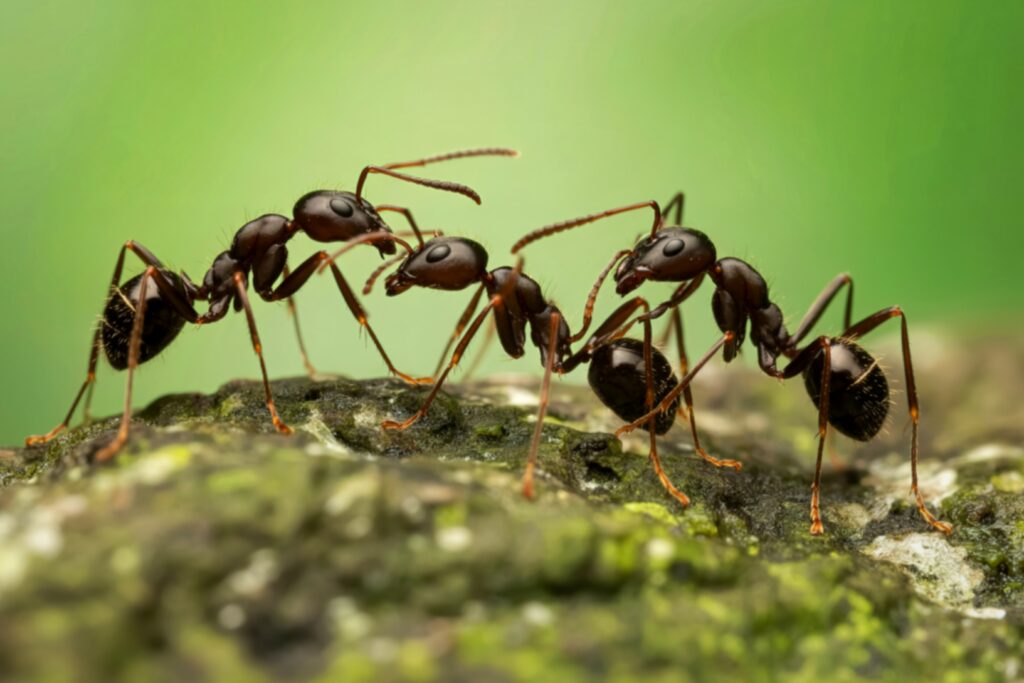The evolution of expendability: Why some ants traded armor for numbers ...