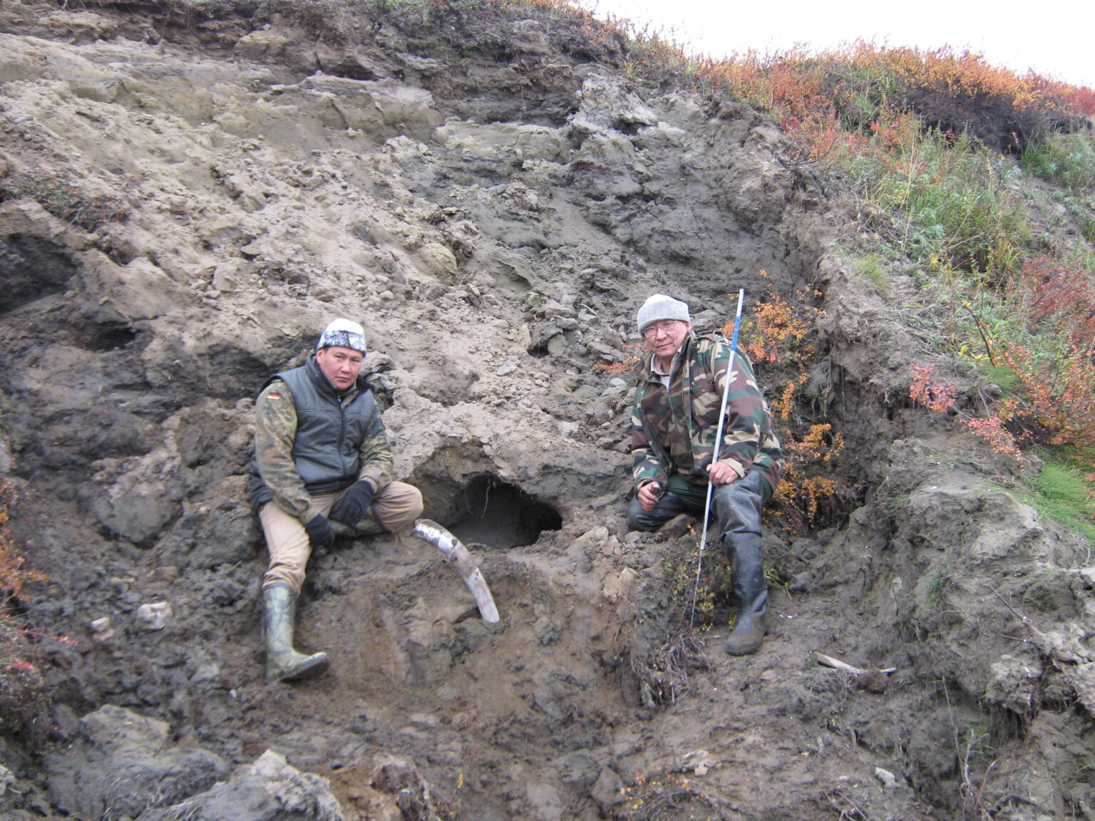 Scientists sequence a woolly rhino genome from a 14,400-year-old wolf’s ...