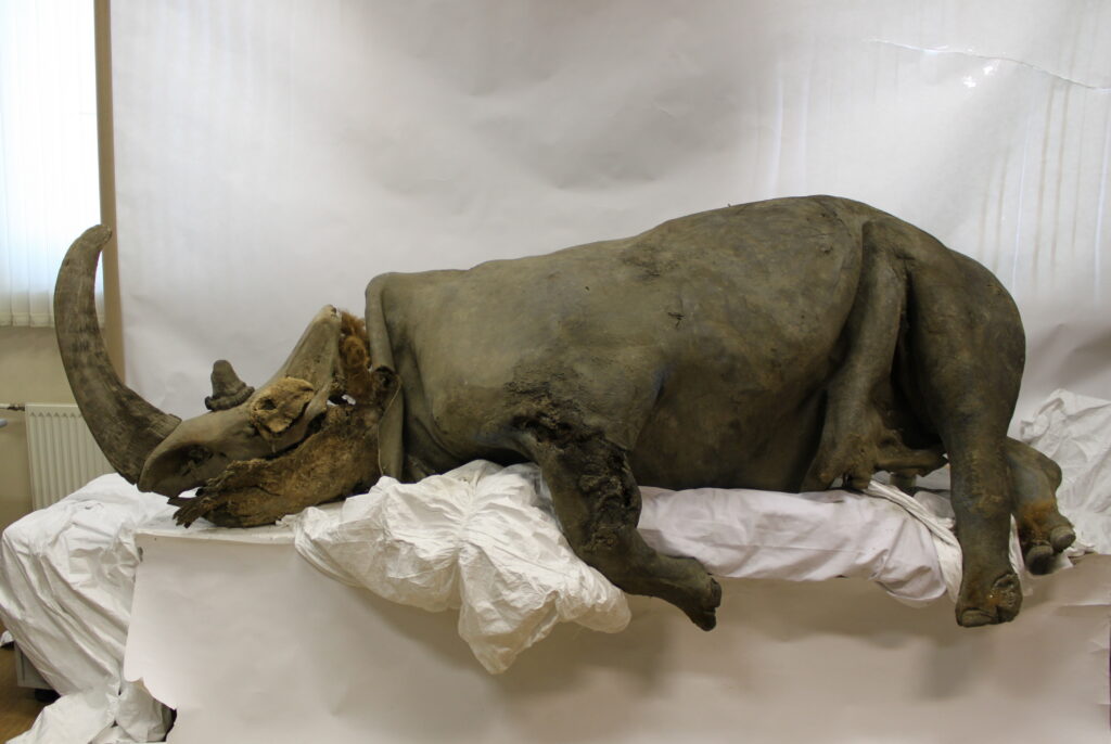 Scientists sequence a woolly rhino genome from a 14,400-year-old wolf’s ...