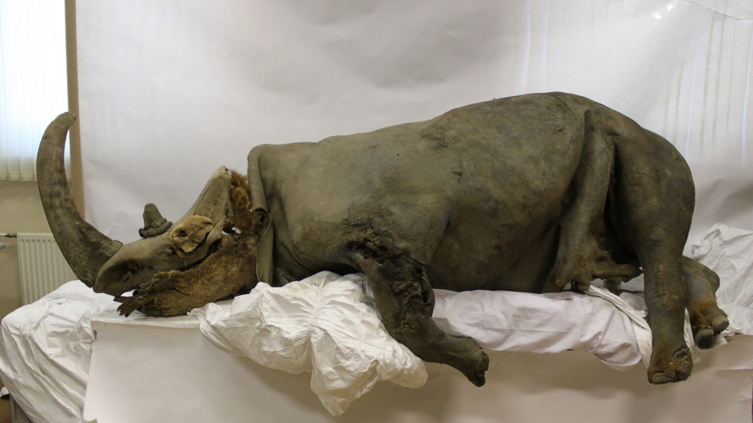 Scientists sequence a woolly rhino genome from a 14,400-year-old wolf’s ...