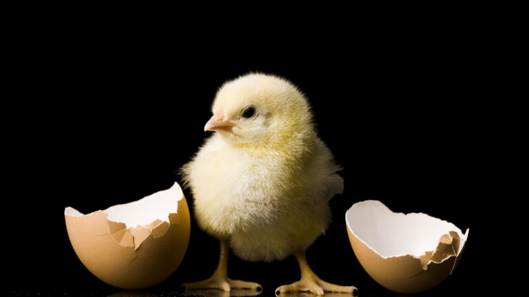 From chickens to humans, animals think "bouba" sounds round - Ars Technica