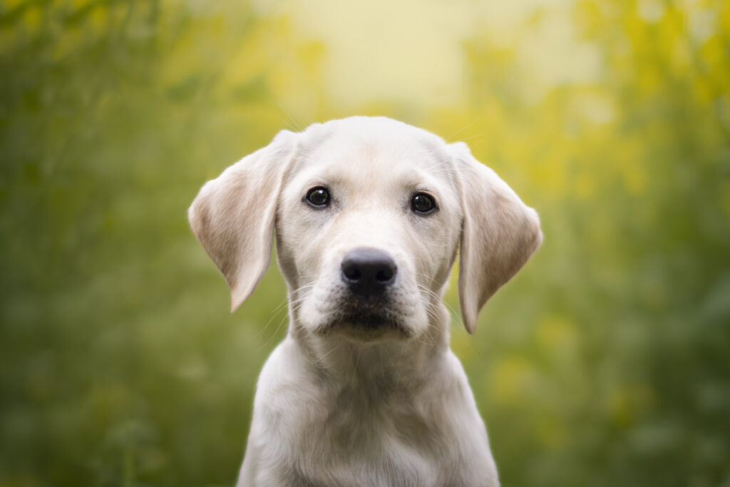 Ring cancels Flock deal after dystopian Super Bowl ad prompts mass ...