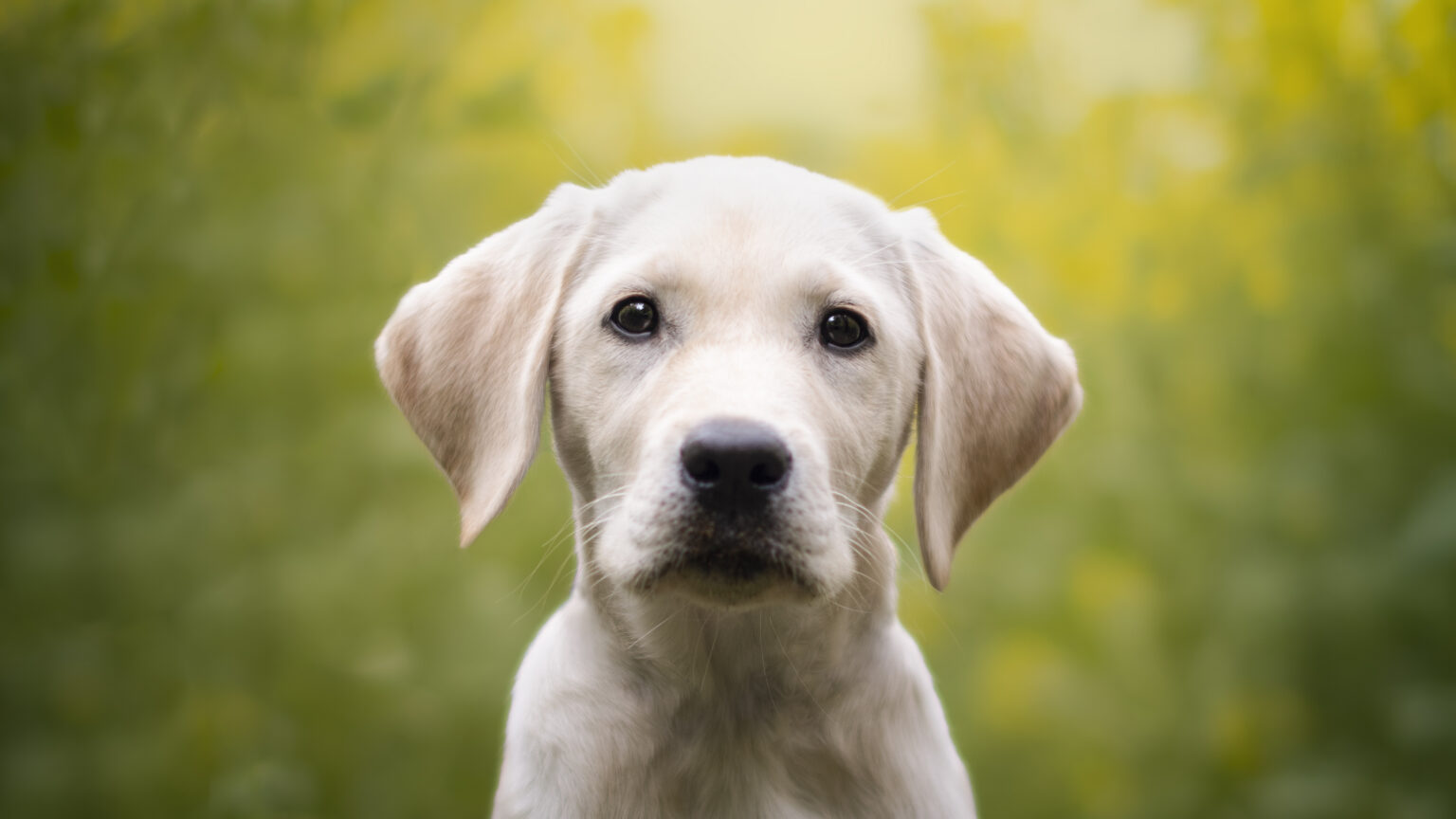 Ring cancels Flock deal after dystopian Super Bowl ad prompts mass ...