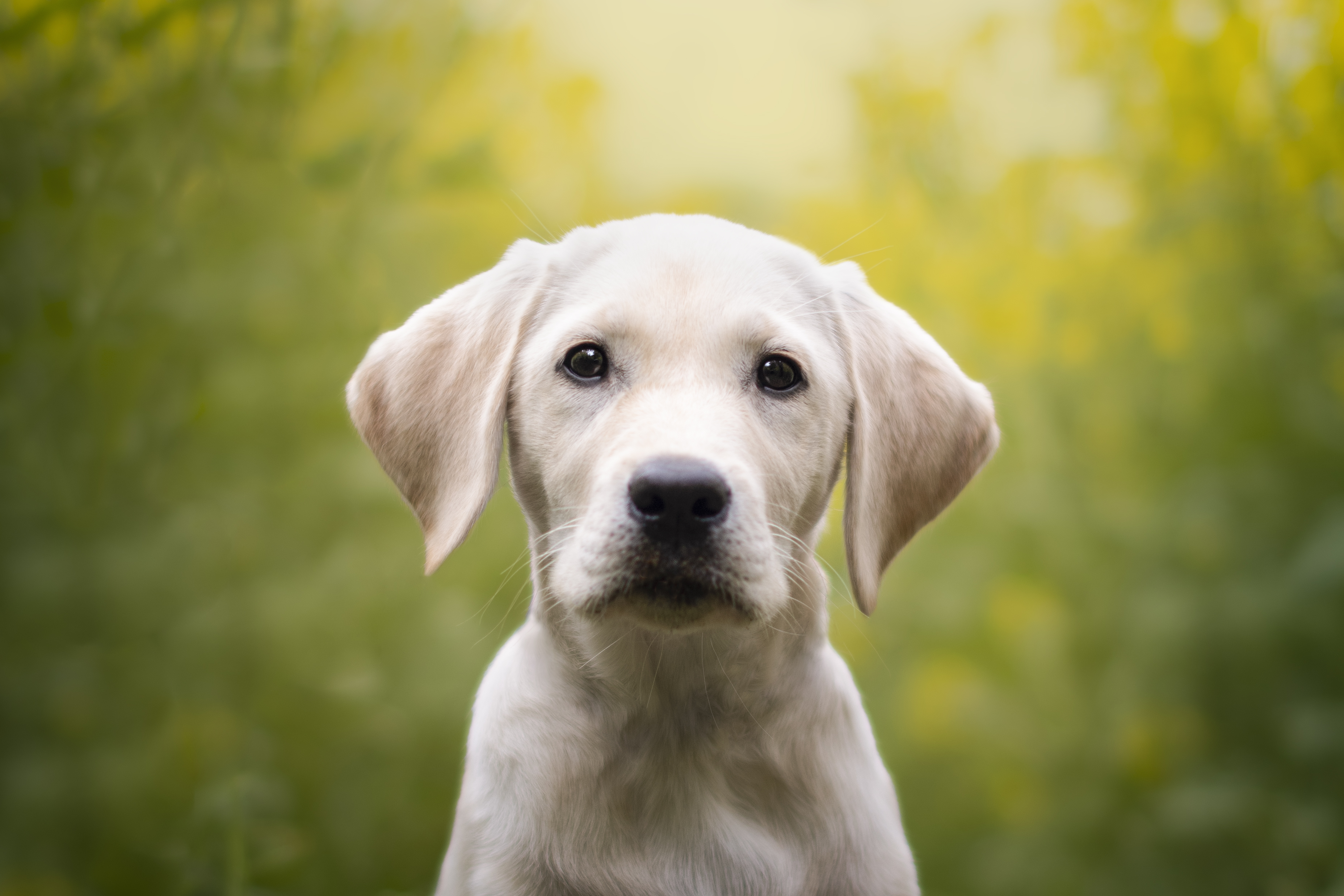 Ring cancels Flock deal after dystopian Super Bowl ad prompts mass ...