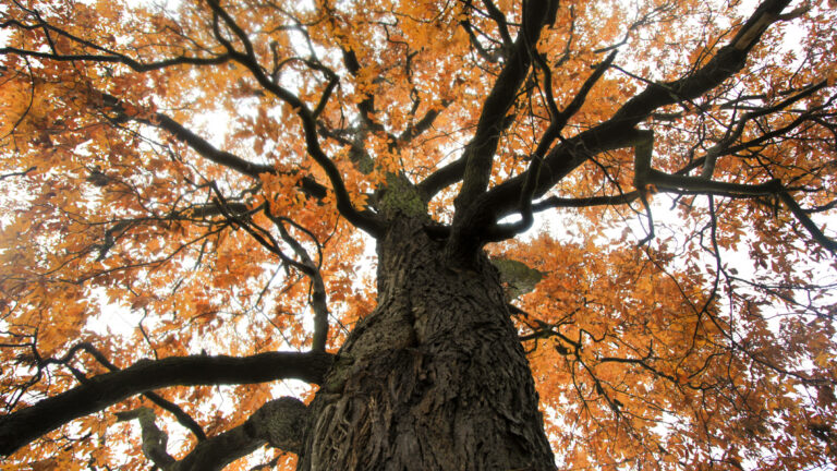 Bringing the "functionally extinct" American chestnut back from the ...