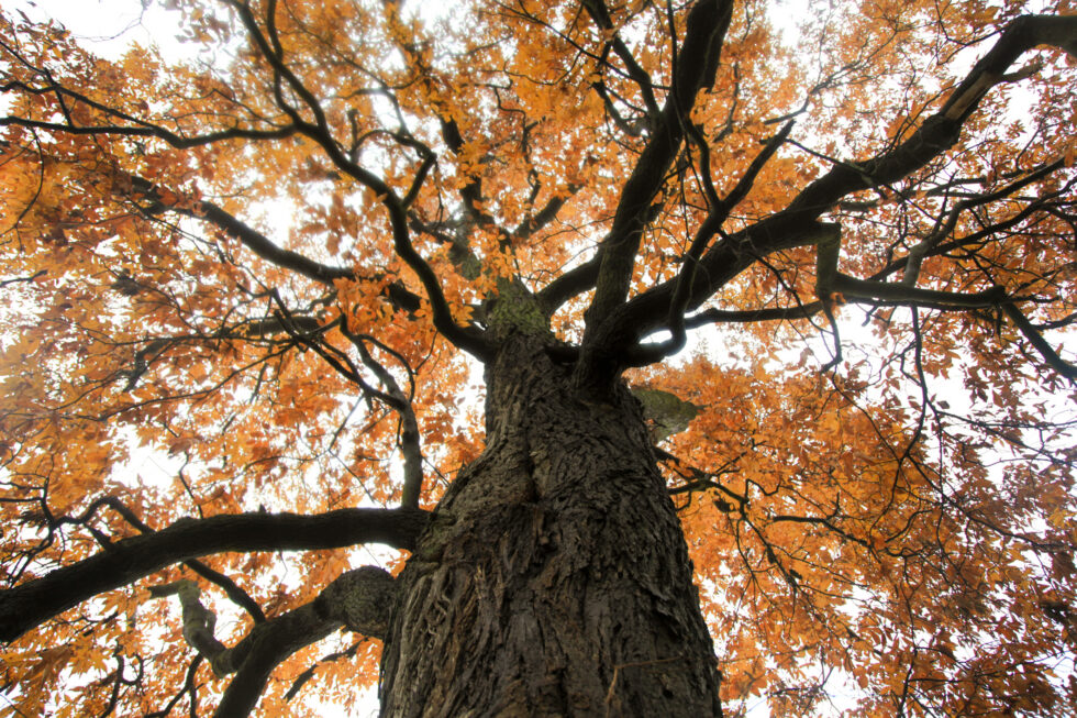 Bringing the "functionally extinct" American chestnut back from the ...