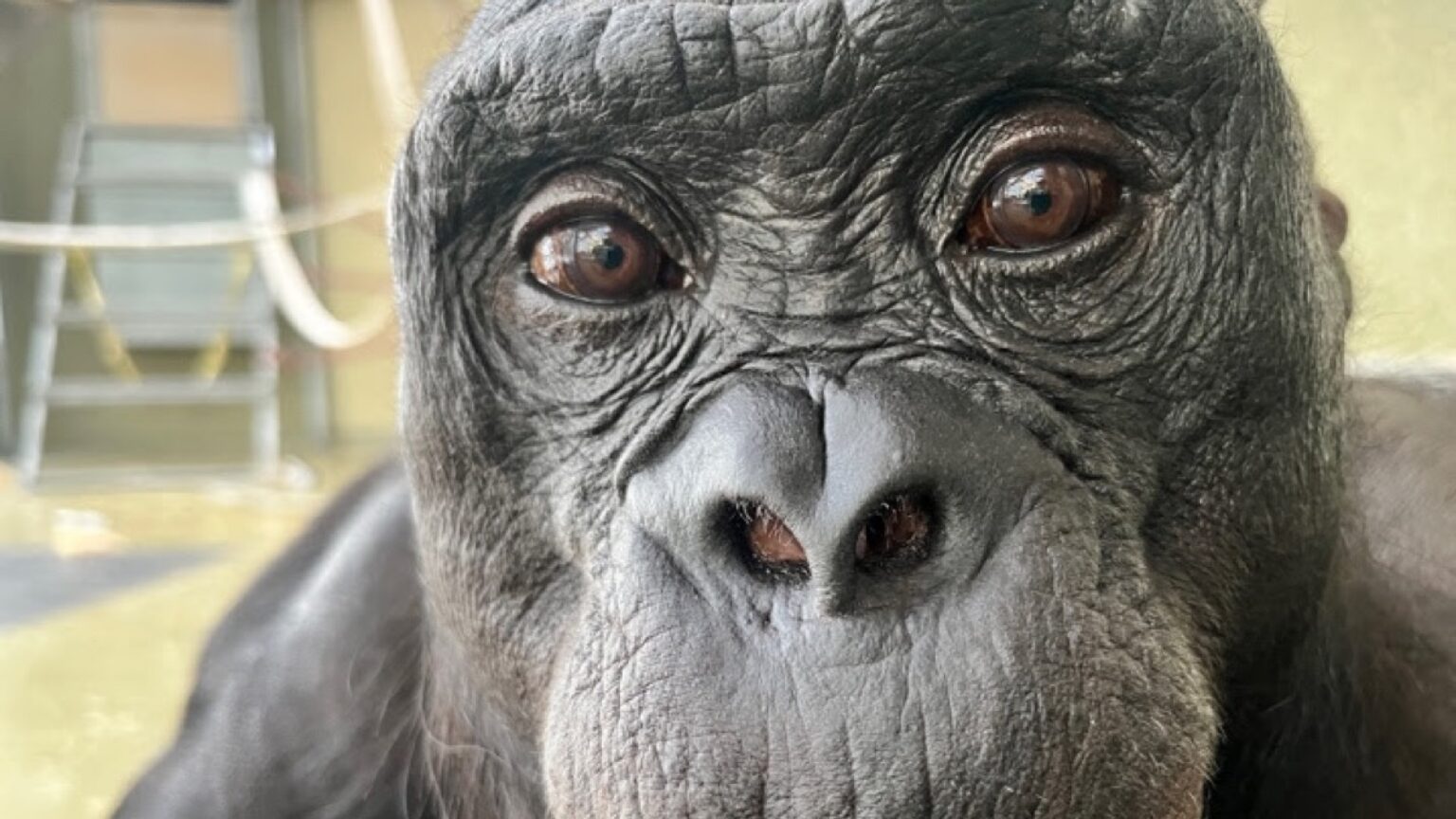 Watch Kanzi the bonobo pretend to have a tea party - Ars Technica