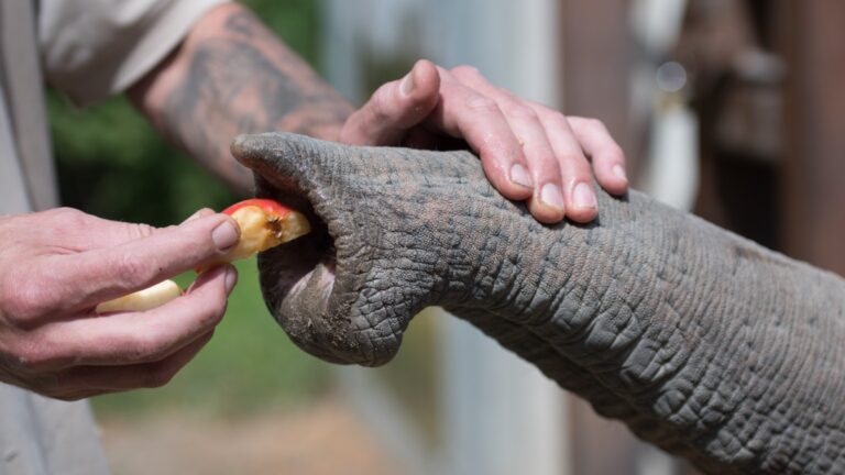 Unique structure of elephant whiskers give them built-in sensing ...