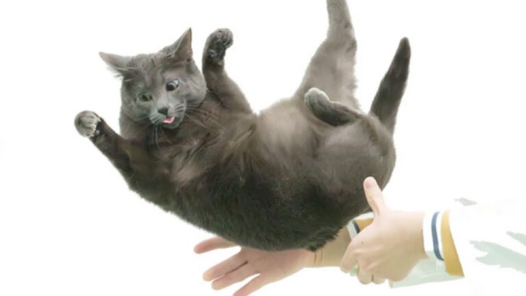 Flexible feline spines shed light on "falling cat" problem - Ars Technica