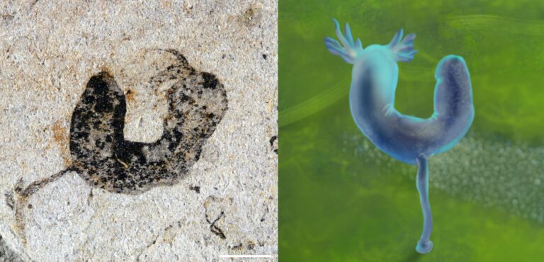New fossil deposits show complex animal groups predating the Cambrian ...