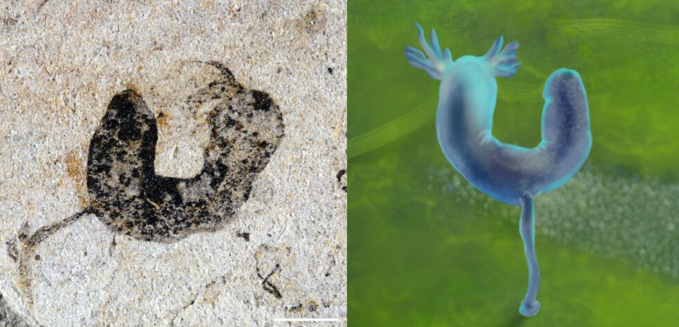 New fossil deposits show complex animal groups predating the Cambrian ...