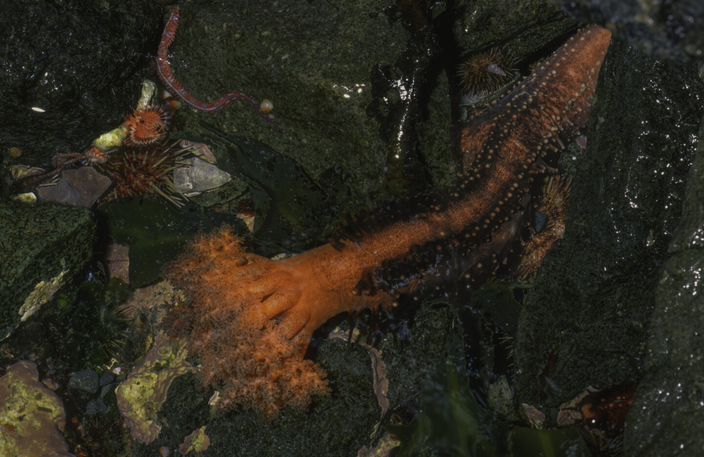 Severed sea cucumber appendages don't seem to die - Ars Technica