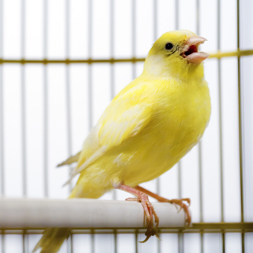 Tag: canary trap - Ars Technica