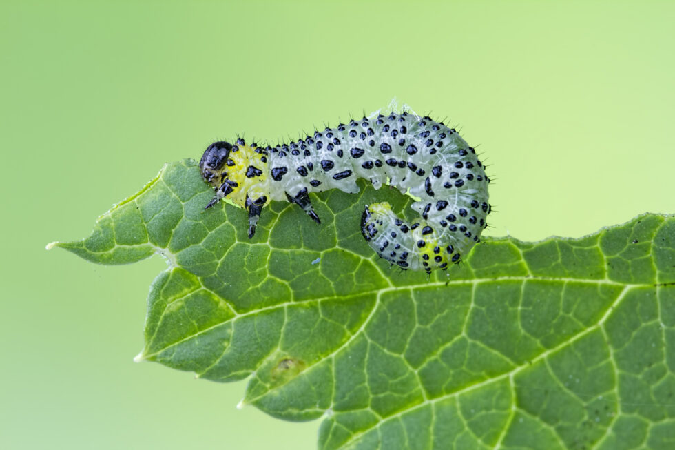 Beans use an immune receptor to call in airstrikes on caterpillars ...