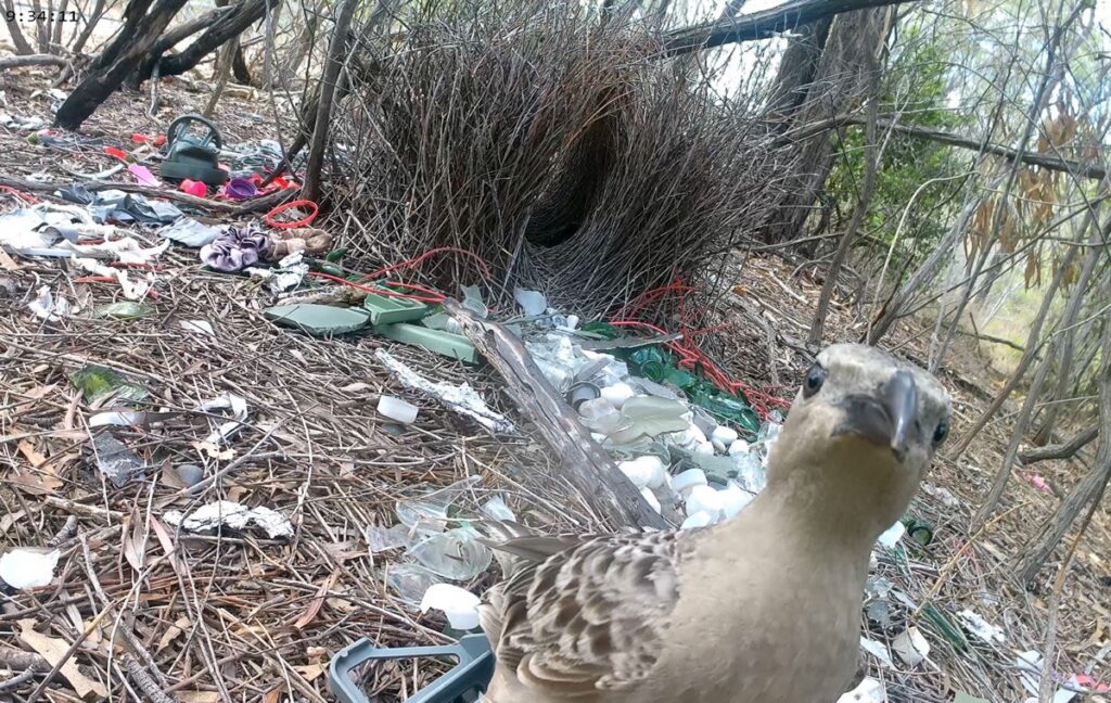Male bowerbirds prefer to dazzle females with bright human-made items ...