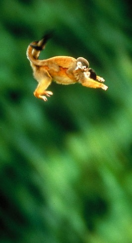 The HoneyMonkey cometh: automated malicious website detection from ...