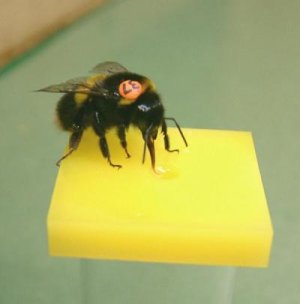 Sick bees have trouble learning, remembering nectar sites - Ars Technica