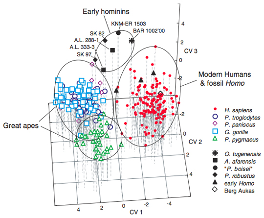 Walking upright at the dawn of the human lineage - Ars Technica