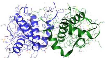 Ranasmurfin, a Smurf-blue protein - Ars Technica