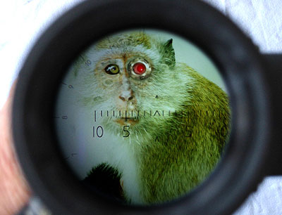 Cybermonkeys’ robotic arms bode well for artificial limbs - Ars Technica