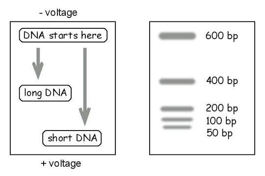 DNA Computing - Ars Technica