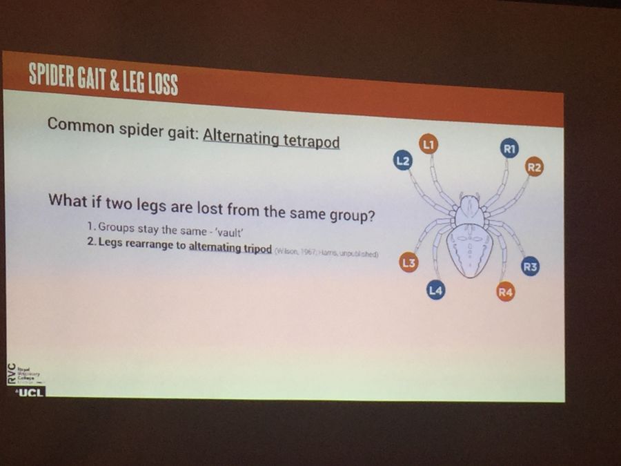 Pint of Science: Getting legless with arachnidbots and neural networks ...